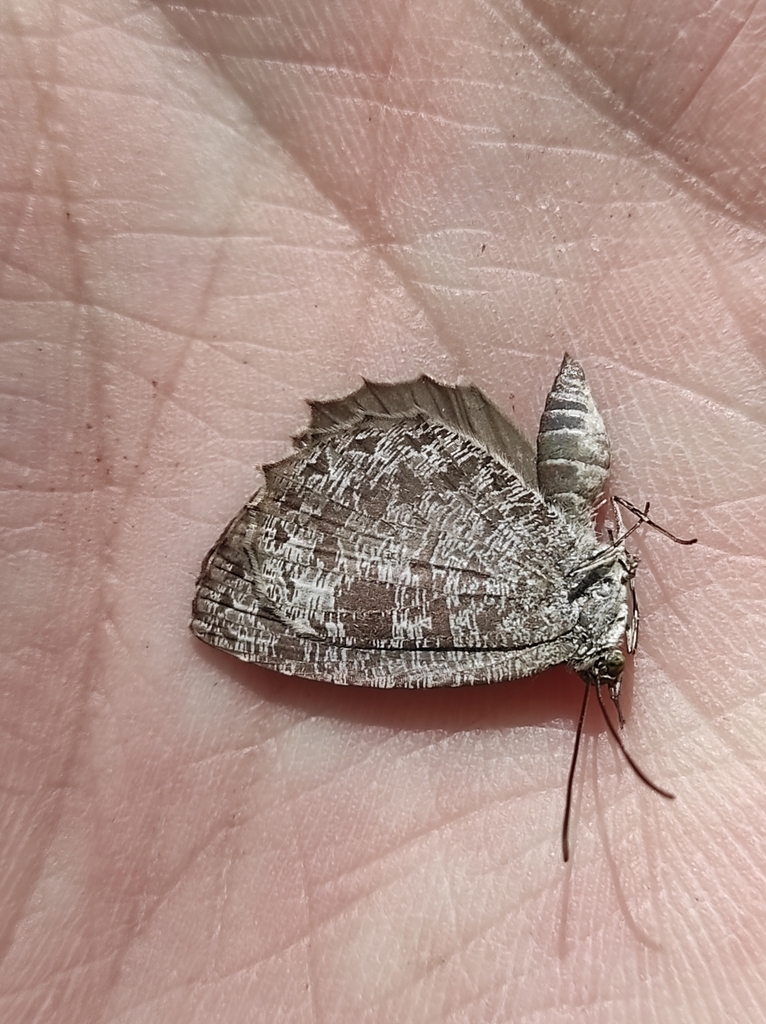 Allotinus from 9HHV+9FQ, Багио, Бенгет, Филиппины on March 1, 2023 at ...