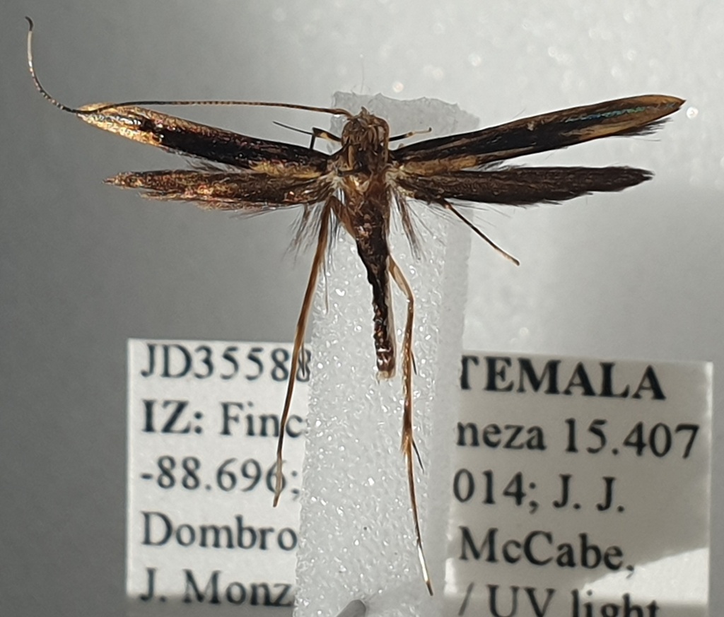 Stathmopodidae from Morales, Guatemala on March 01, 2014 at 04:08 PM by ...