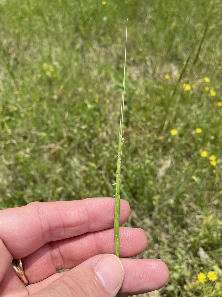 jointed goat grass from Cedar Hill Rd, Duncanville, TX, US on April 20 ...