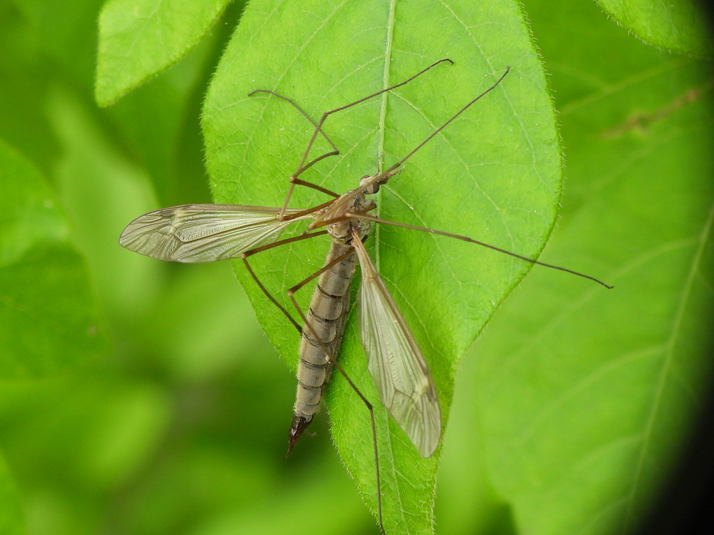 Common Crane Flies from Duncanville, TX, USA on April 20, 2023 at 01:19 ...