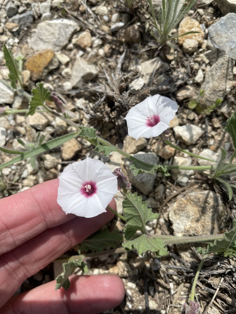 Texas bindweed from Uptown Blvd, Cedar Hill, TX, US on April 20, 2023 ...