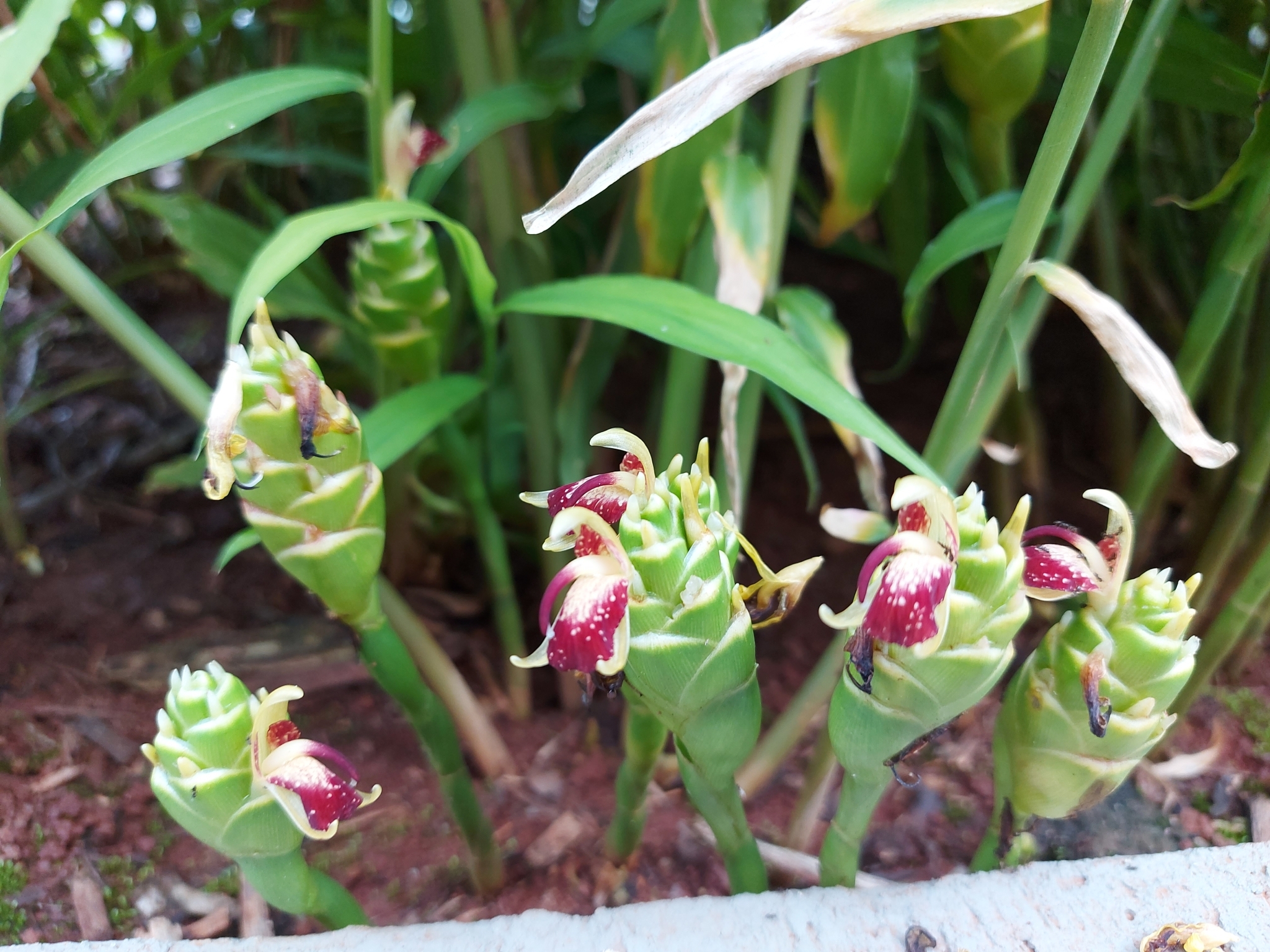 Zingiber officinale Roscoe