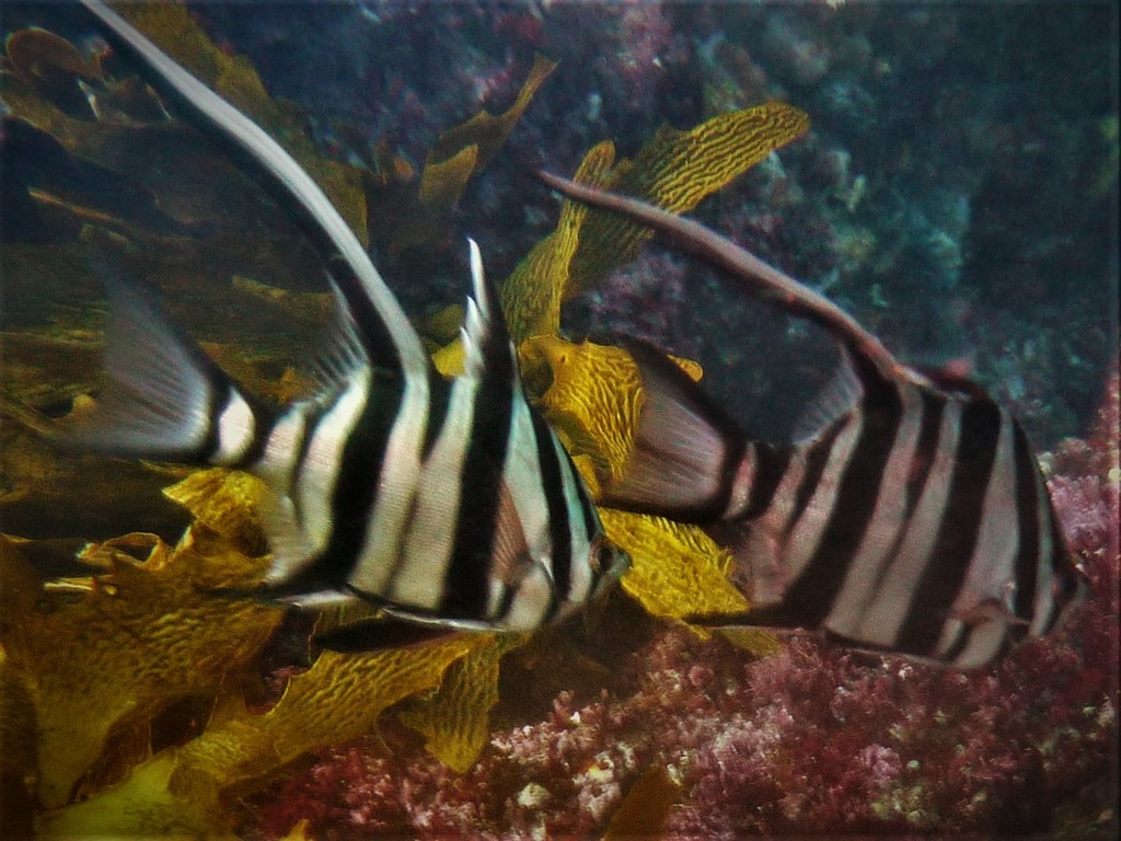 Old Wife from Rottnest Island WA 6161, Australia on June 16, 2018 at 03 ...