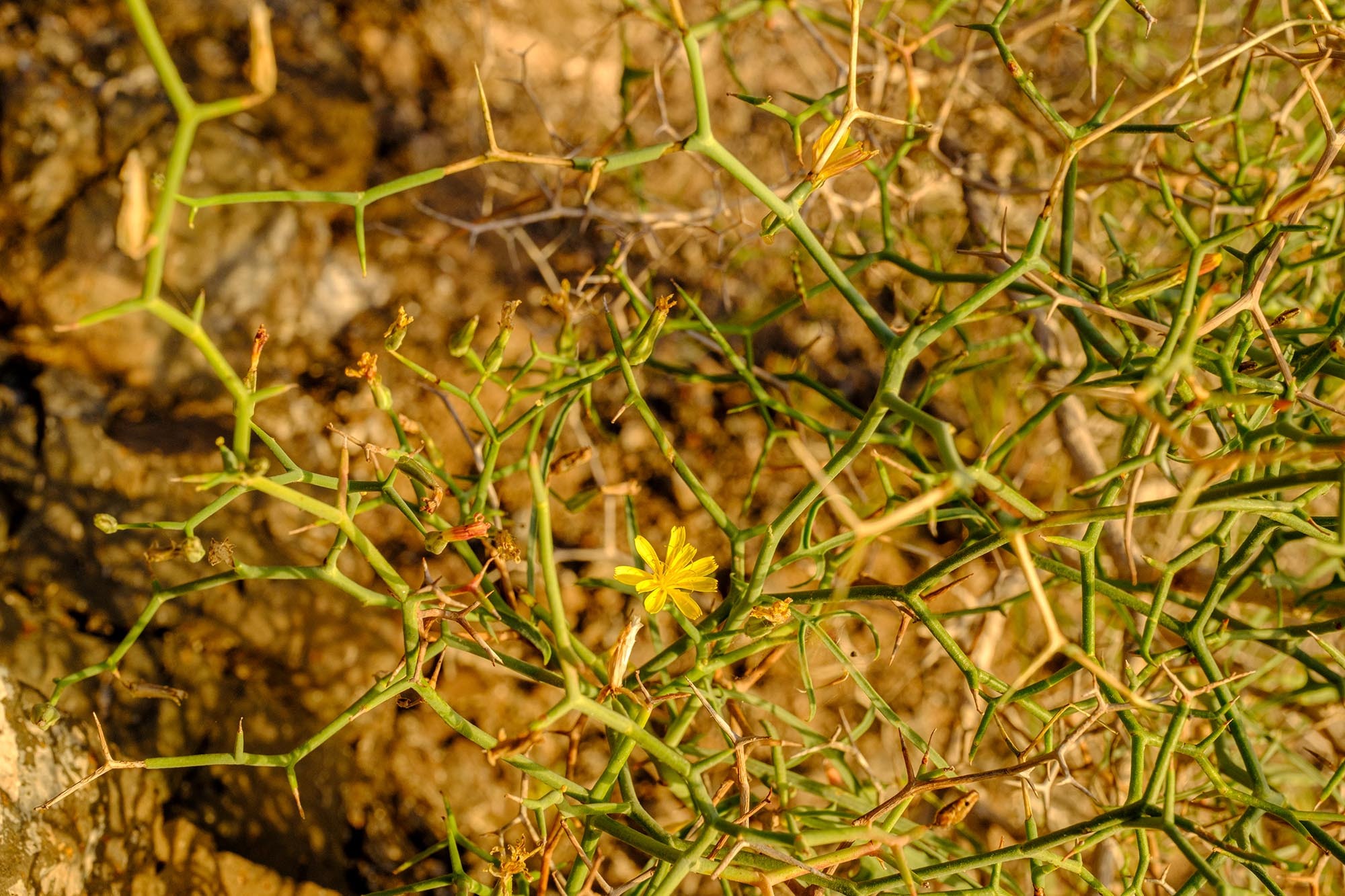 Launaea Cass.