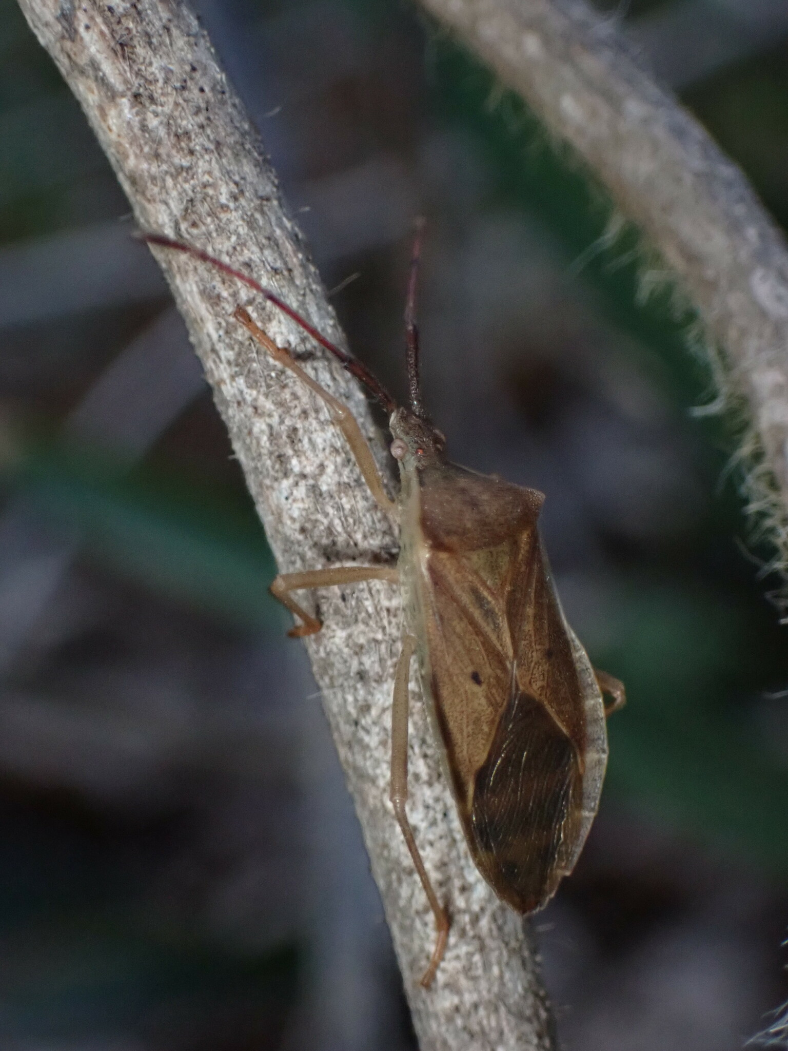 Homoeocerus Burmeister, 1835