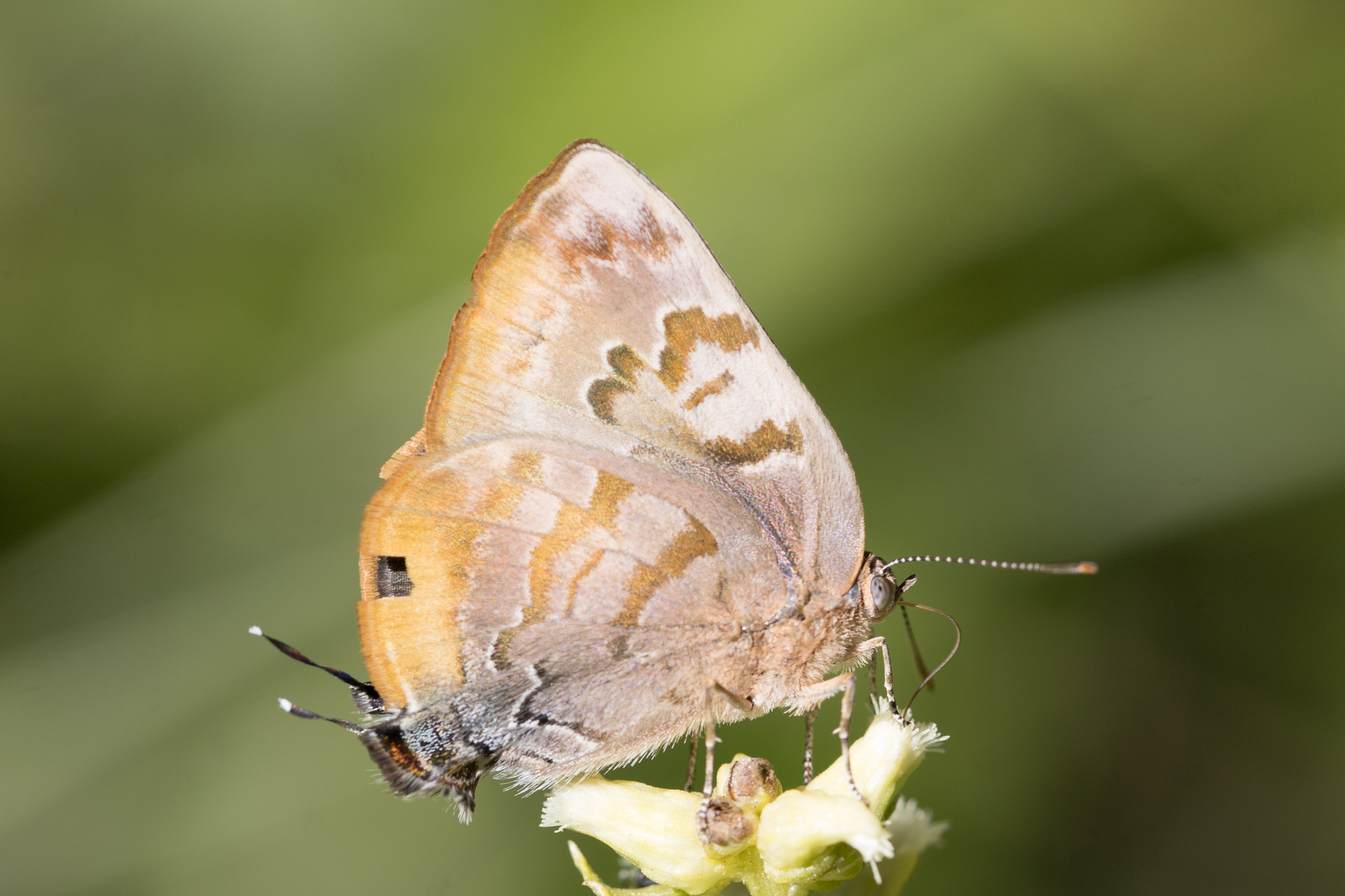 Rekoa palegon (Cramer, 1780)