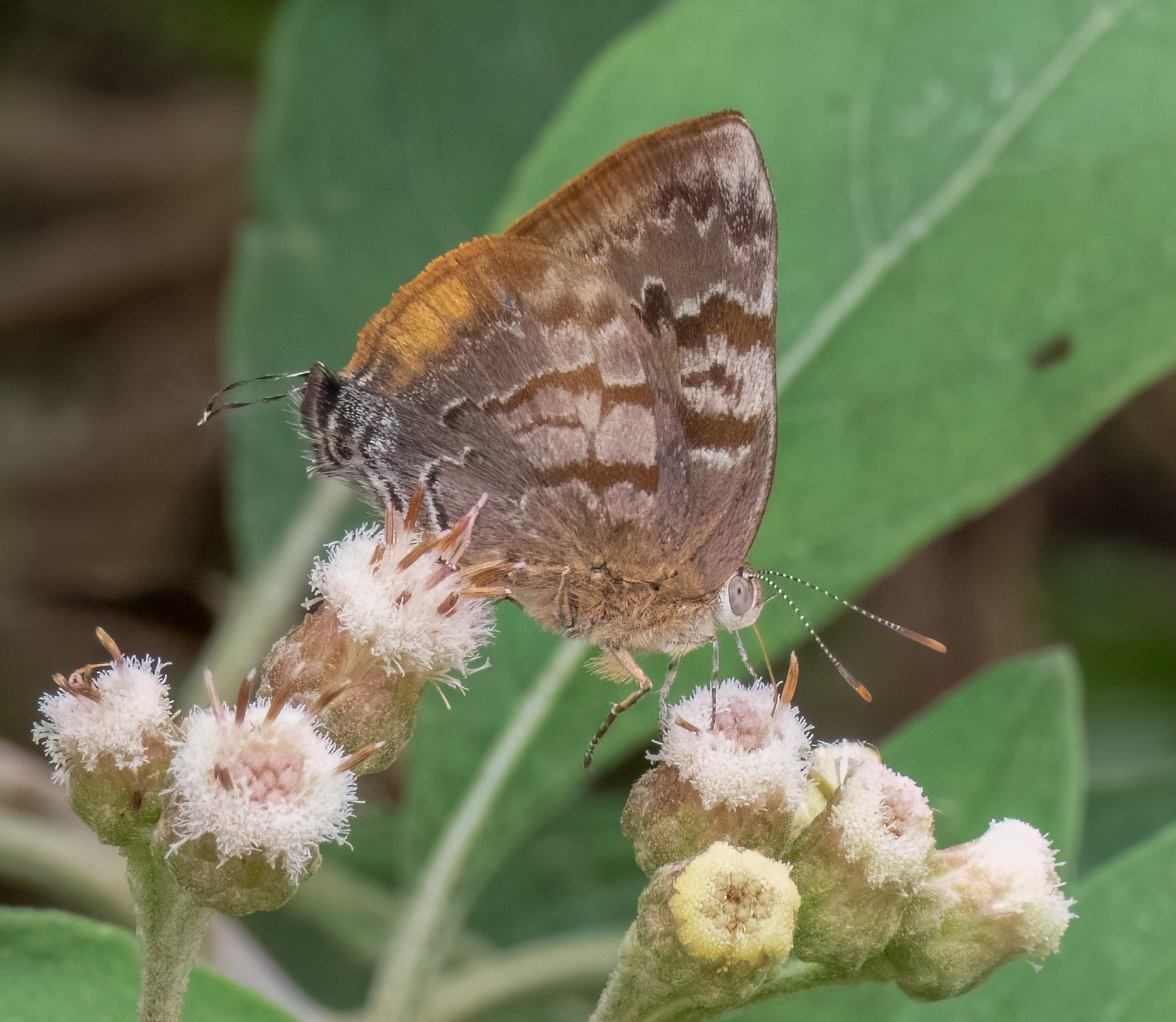 Rekoa palegon (Cramer, 1780)