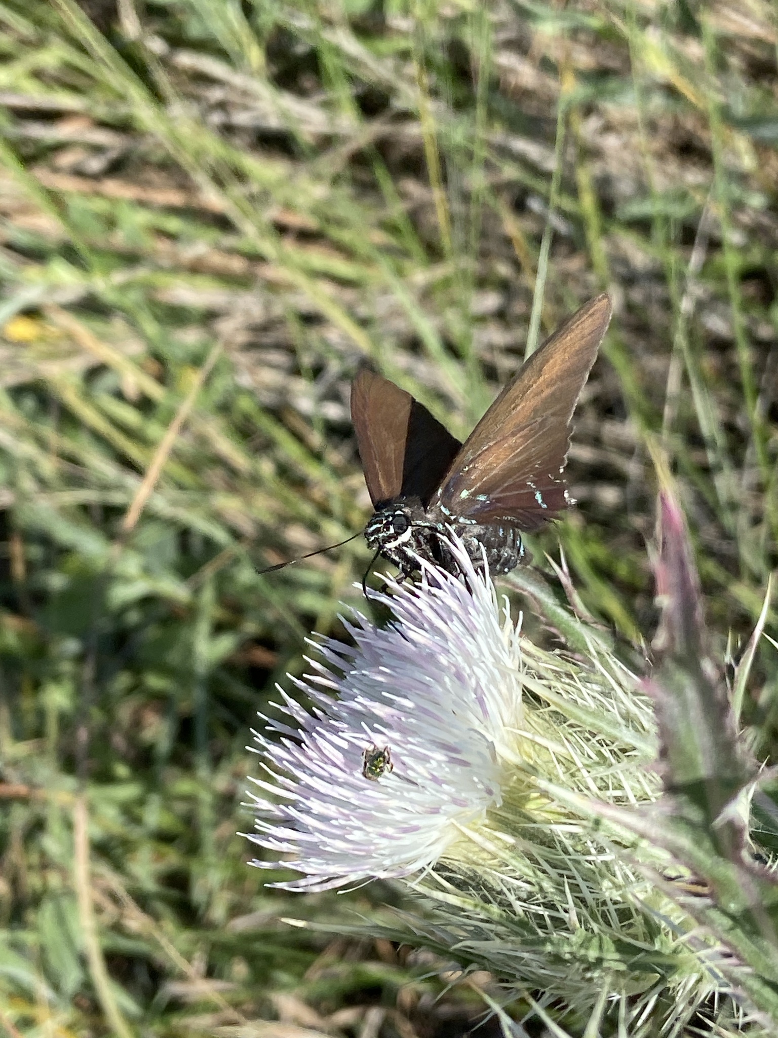 Phocides pigmalion (Cramer, 1779)