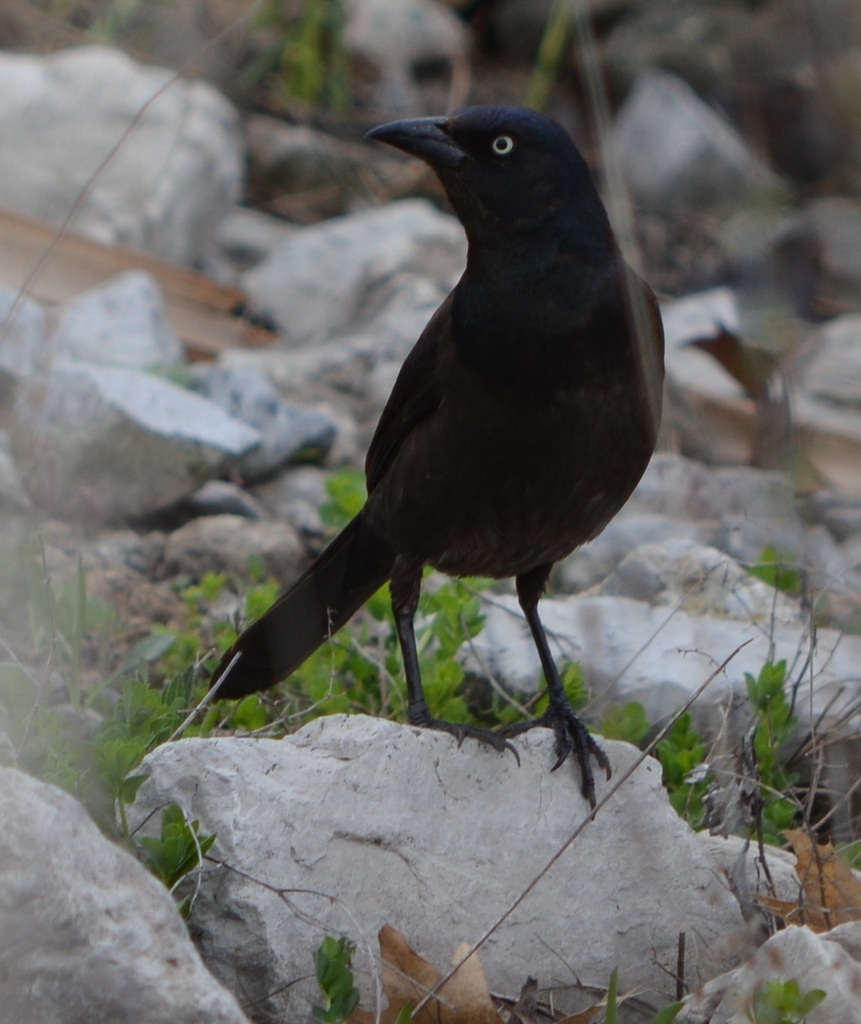 Common Grackle from Warren, MI, USA on April 20, 2023 at 01:32 PM by ...