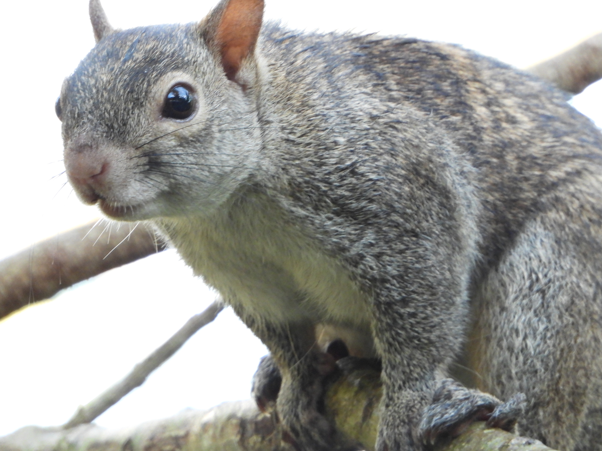 Sciurus yucatanensis J.A.Allen, 1877