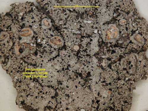 Dactylospora glaucomarioides · iNaturalist