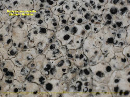 Dactylospora saxatilis · iNaturalist