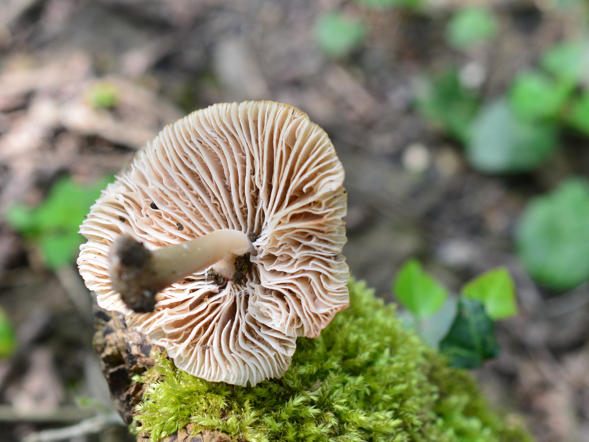 Mycena galericulata (Scop.) Gray