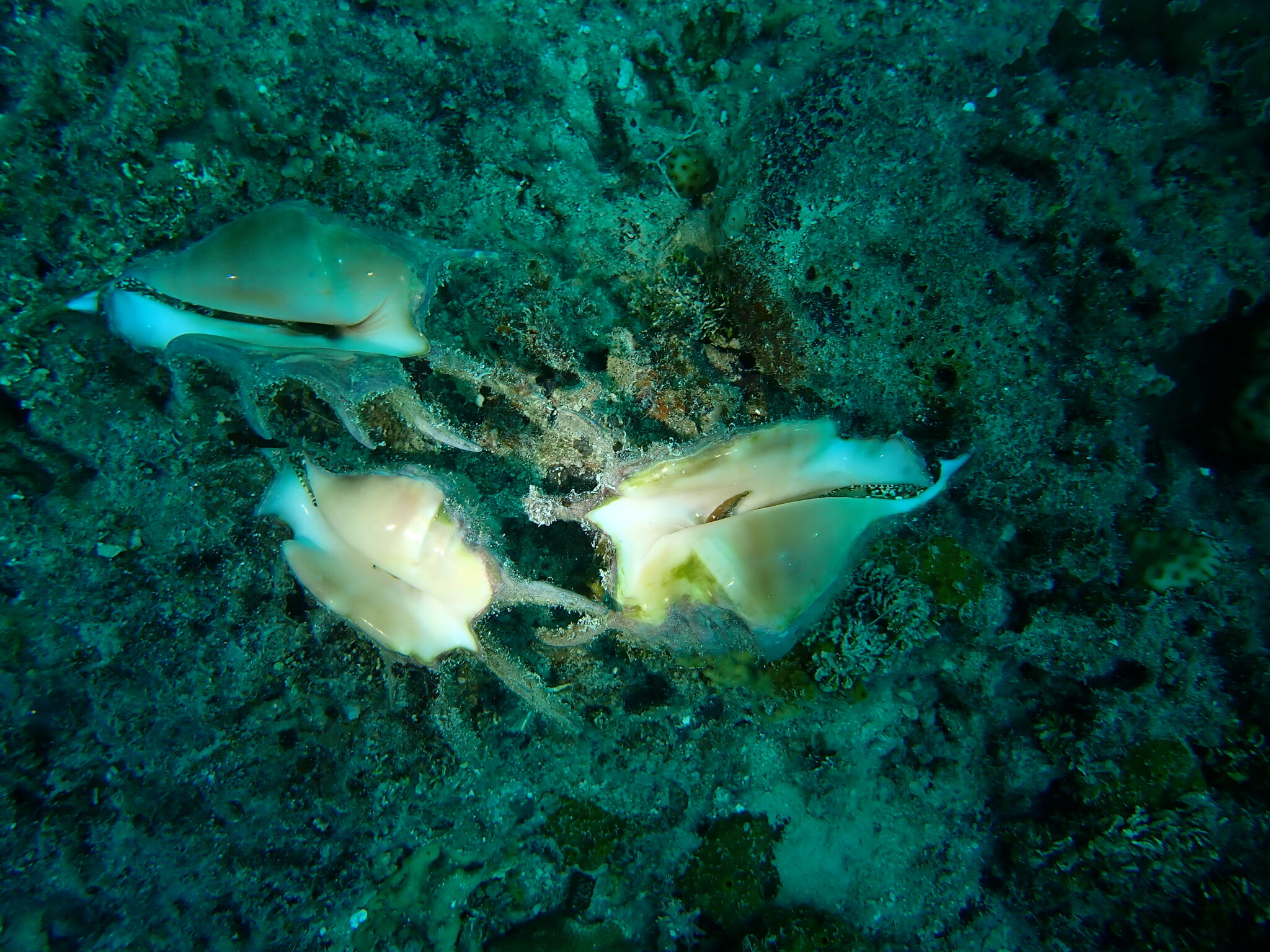 Lambis lambis (Linnaeus, 1758)