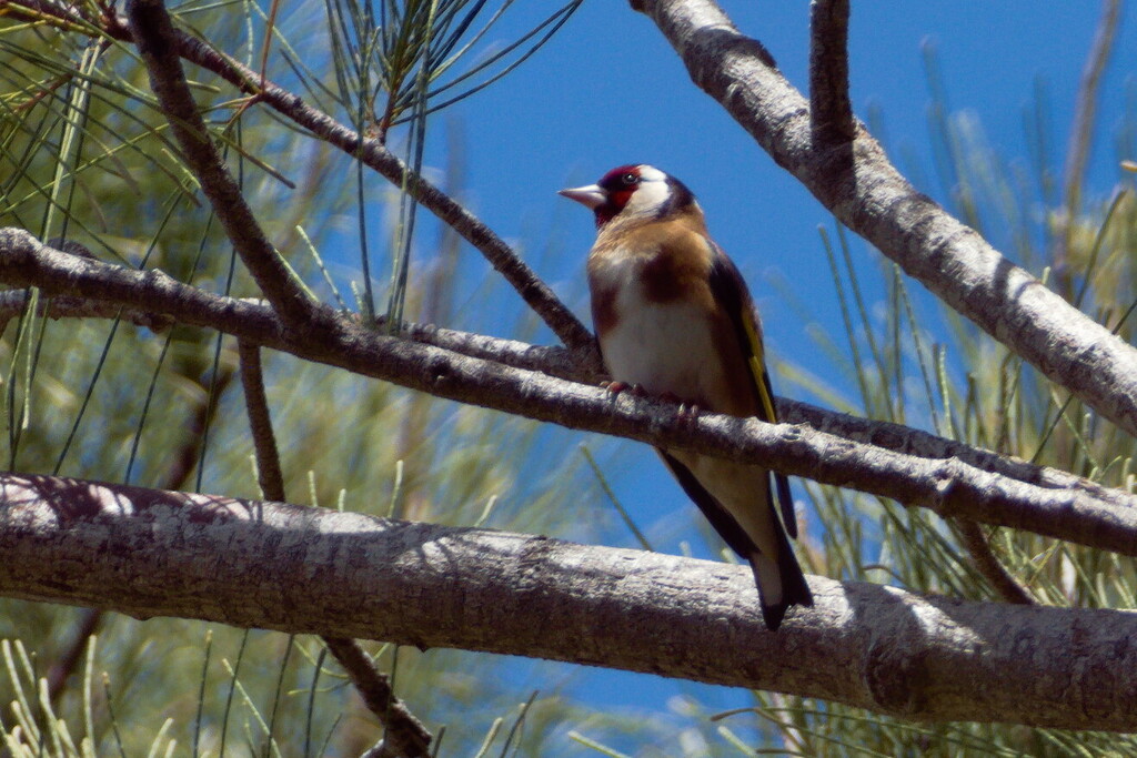 European Goldfinch from Smith's, Bermuda on April 20, 2023 at 10:19 AM ...