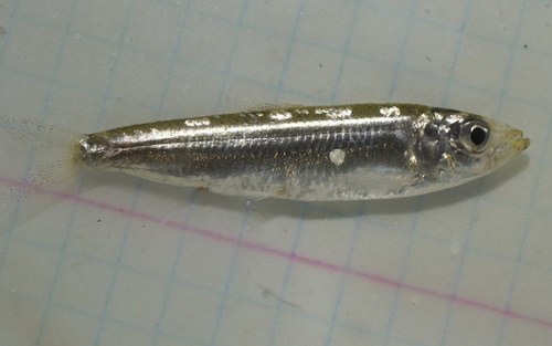 Subspecies Sprattus sprattus phalericus · iNaturalist