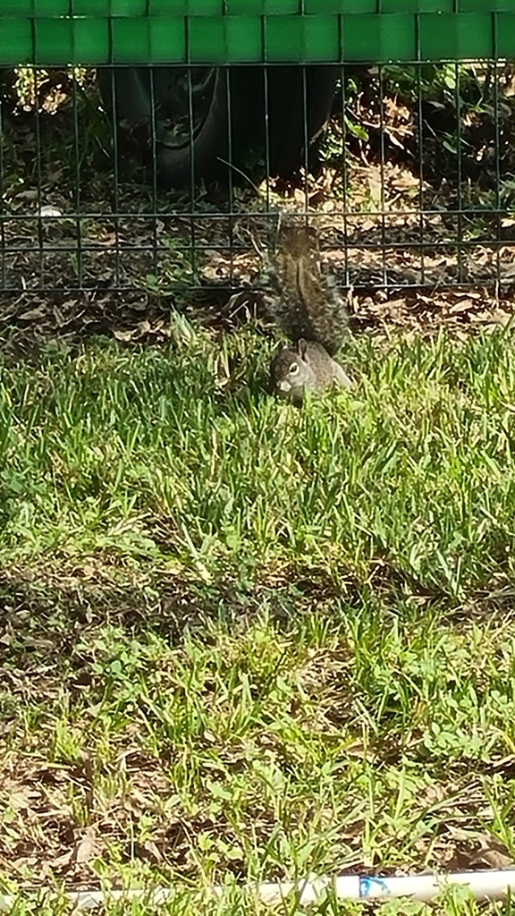 Allen's Squirrel from Montemorelos on April 20, 2023 at 03:57 PM by ...