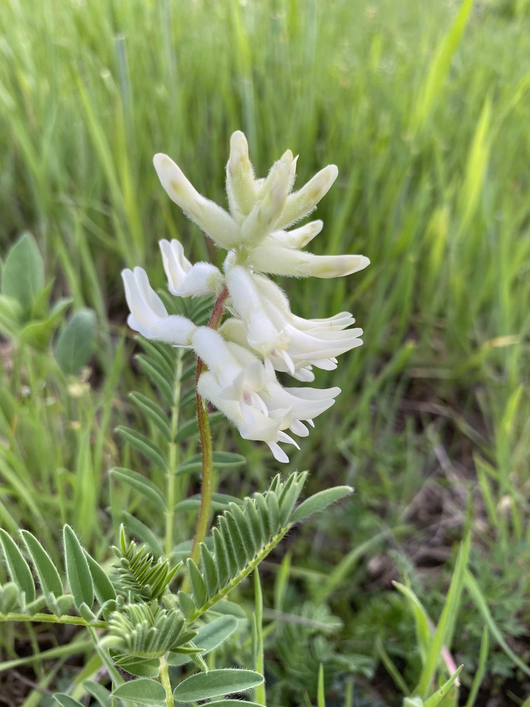 Ground-plum in April 2023 by jim · iNaturalist