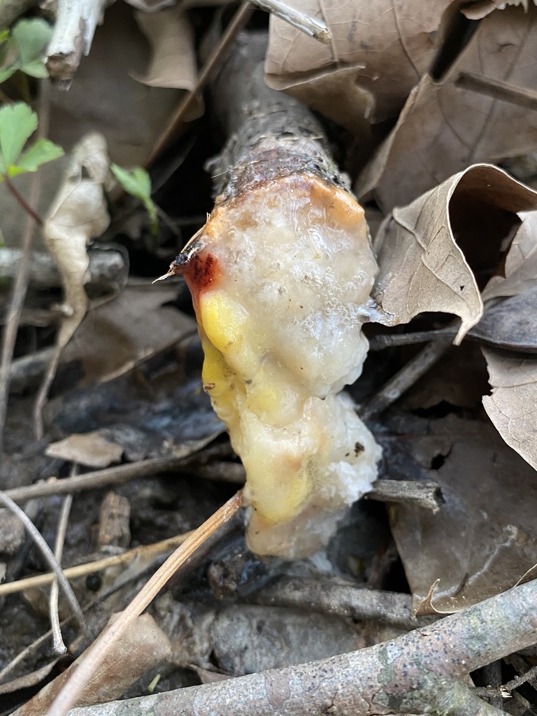 Fusicolla in April 2023 by jim · iNaturalist