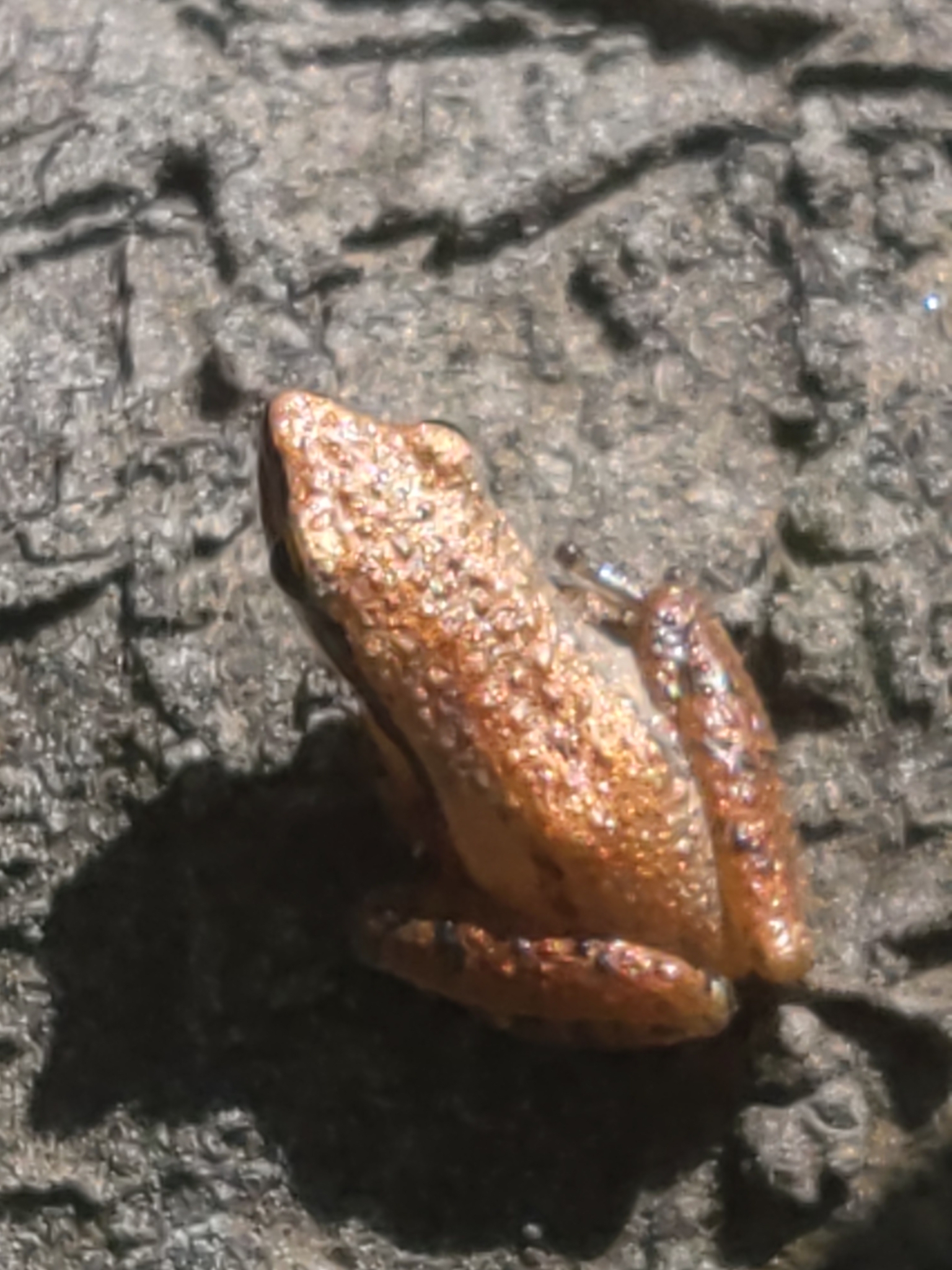 Pseudacris ocularis (Holbrook, 1838)