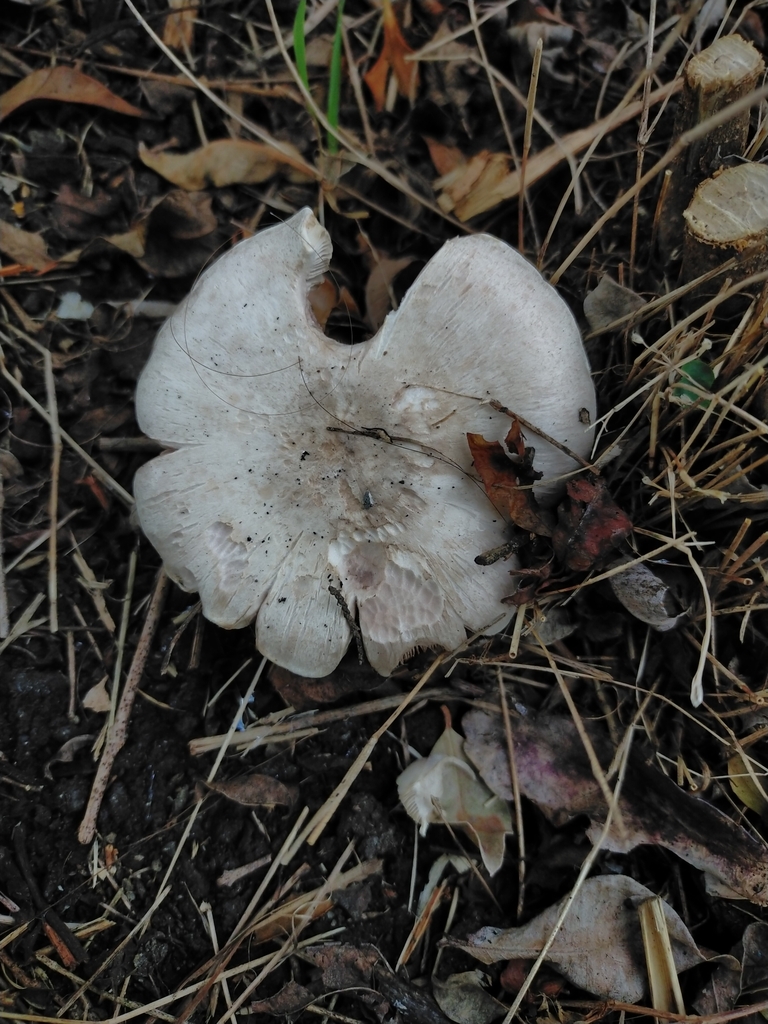 Agaricus sect. Xanthodermatei from Mount Albert Unitec Entry 3, Mount ...