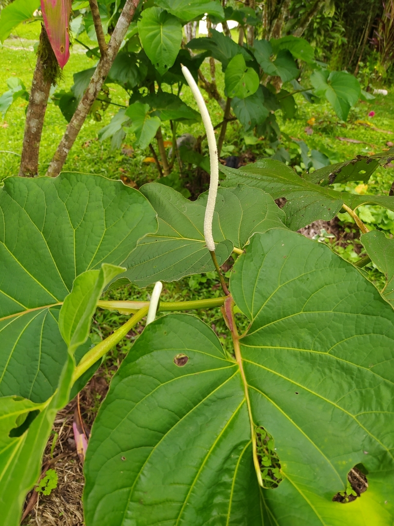 Root Beer Plant from Manuel Cornejo Astorga (Tandapi), Ecuador on April ...