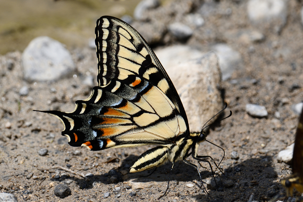 Garcia Mexican Tiger Swallowtail from Bustamante, N.L., México on April ...