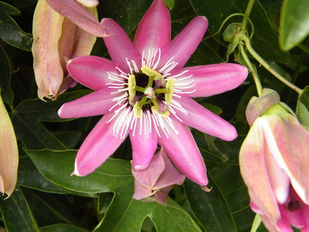 Passiflora 'Victoria' (Passiflora × violacea) - Botanical Realm