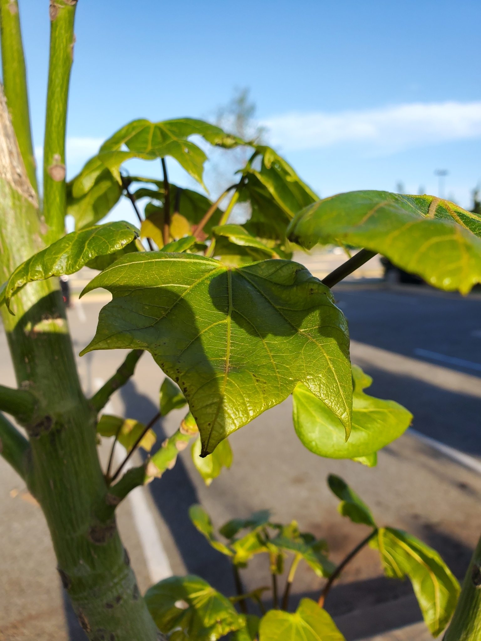 Firmiana simplex (L.) W.Wight