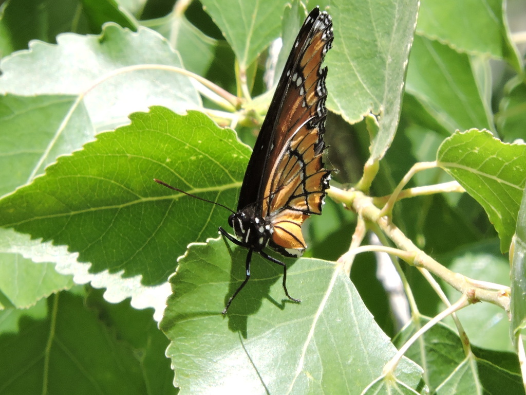 Southwest Viceroy from Meoqui, Chih., México on April 20, 2023 at 10:44 ...