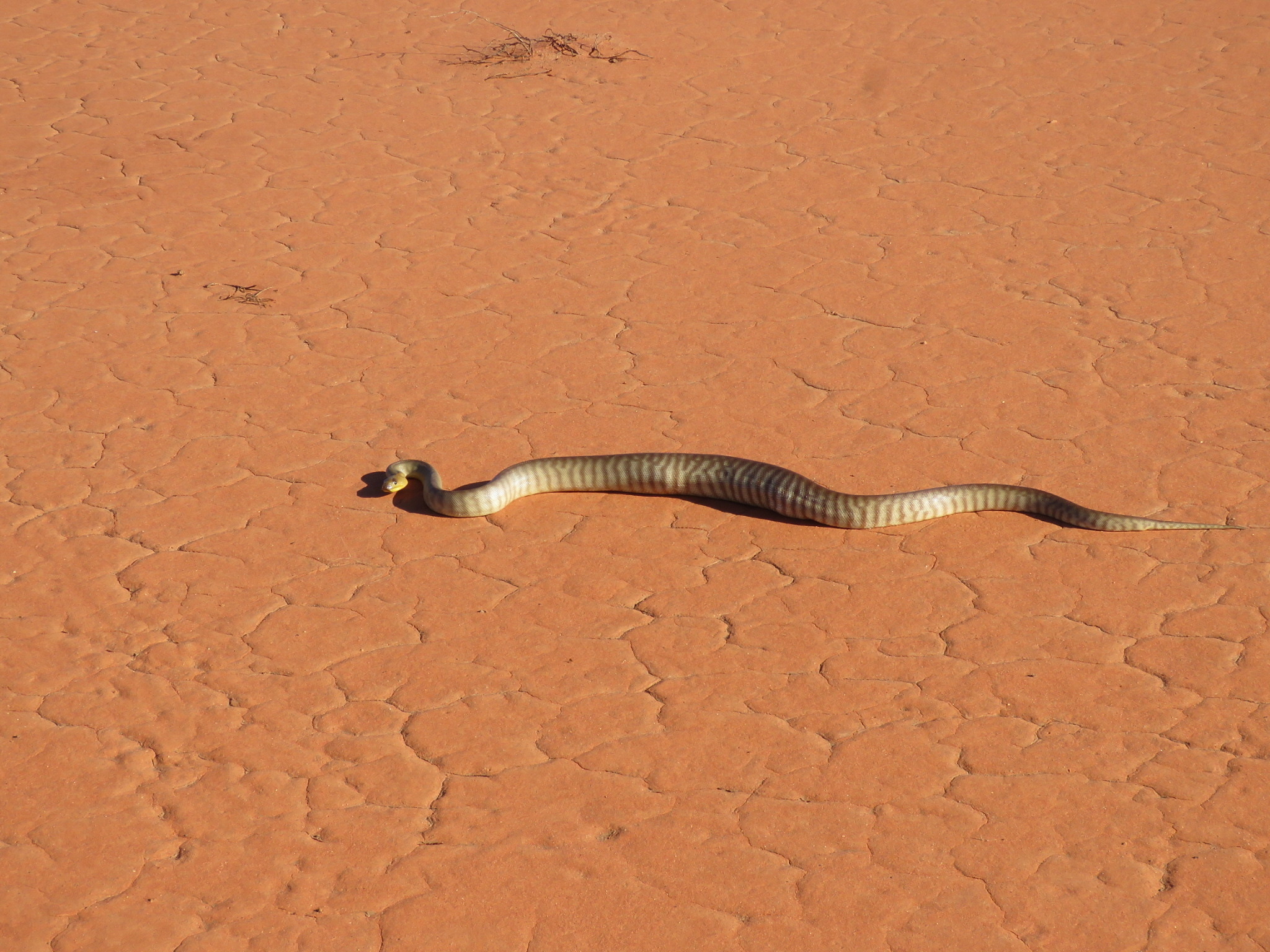 Aspidites ramsayi (Macleay, 1882)