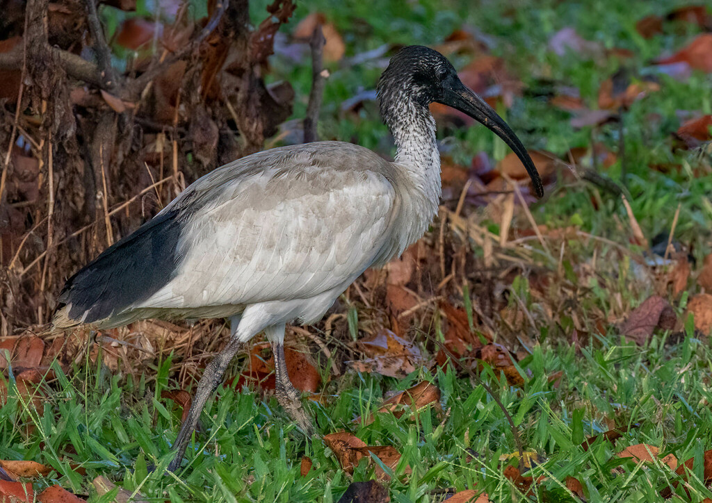 Australian White Ibis from Stewart Creek Valley QLD 4873, Australia on ...