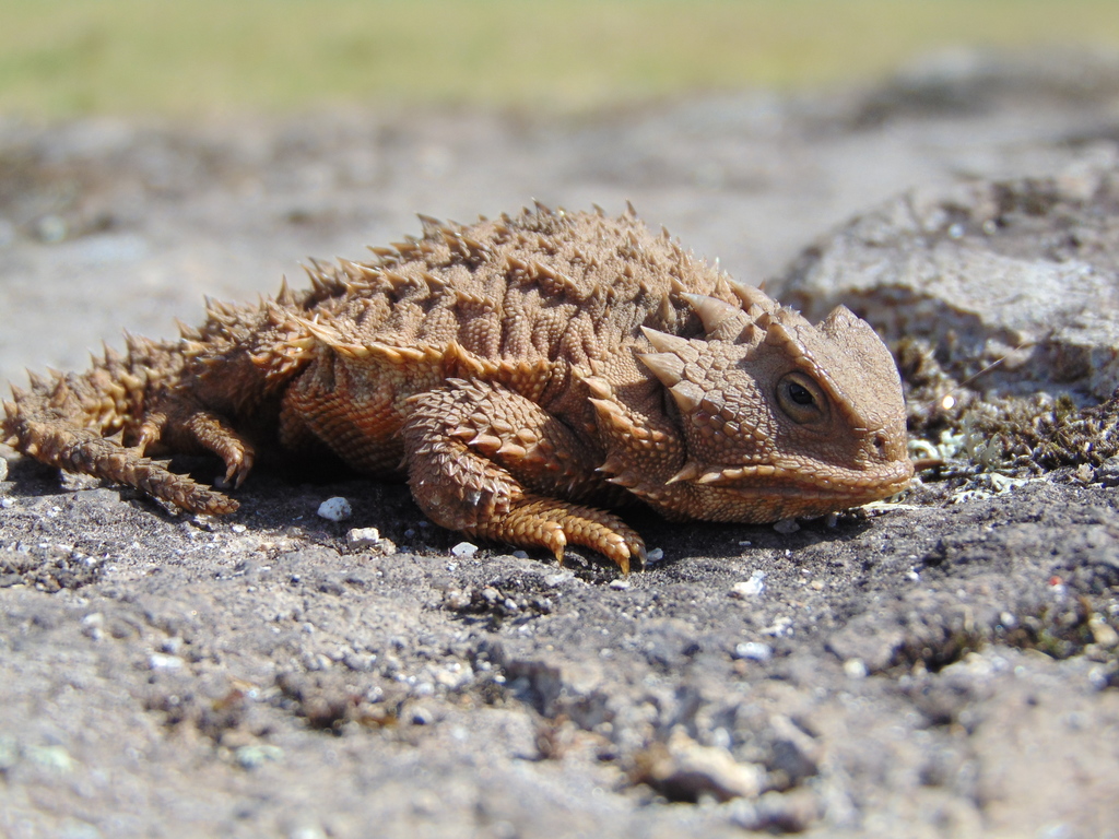 Mountain Horned Lizard from Zacatlán, Pue., México on October 14, 2018 ...