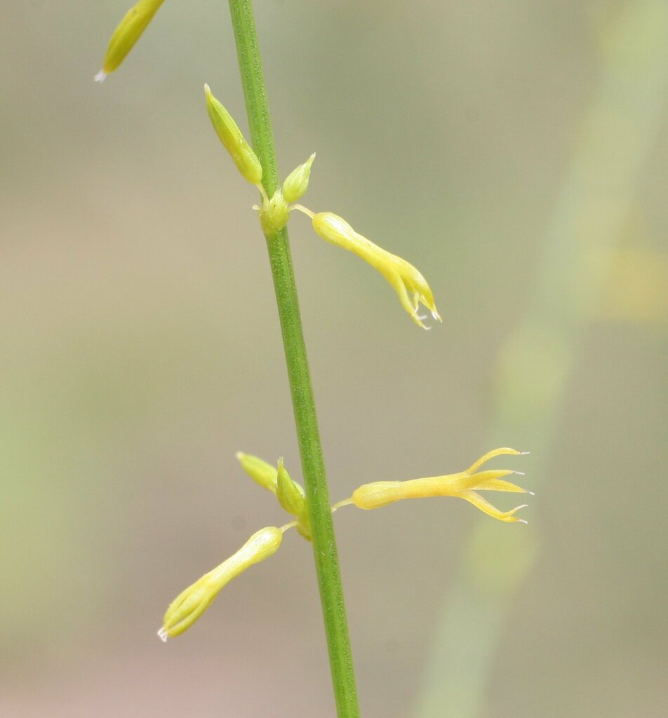 (Stackhousia intermedia) - Botanical Realm