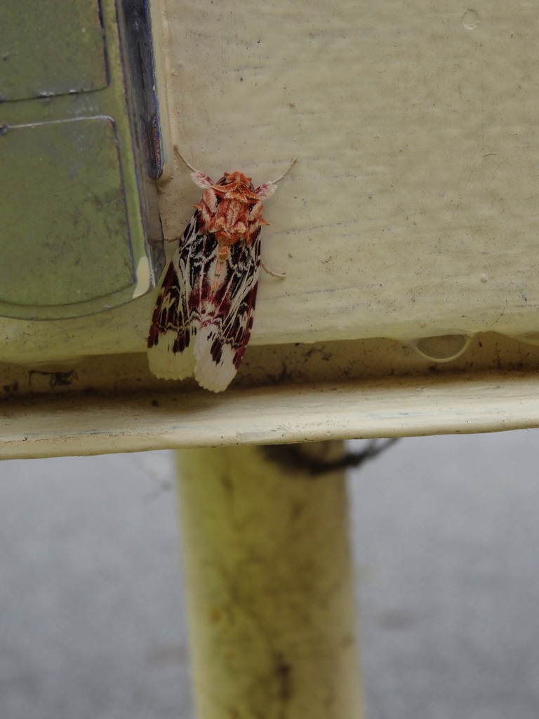 Lily Caterpillar Moth from Smiths Lake NSW 2428, Australia on May 4 ...