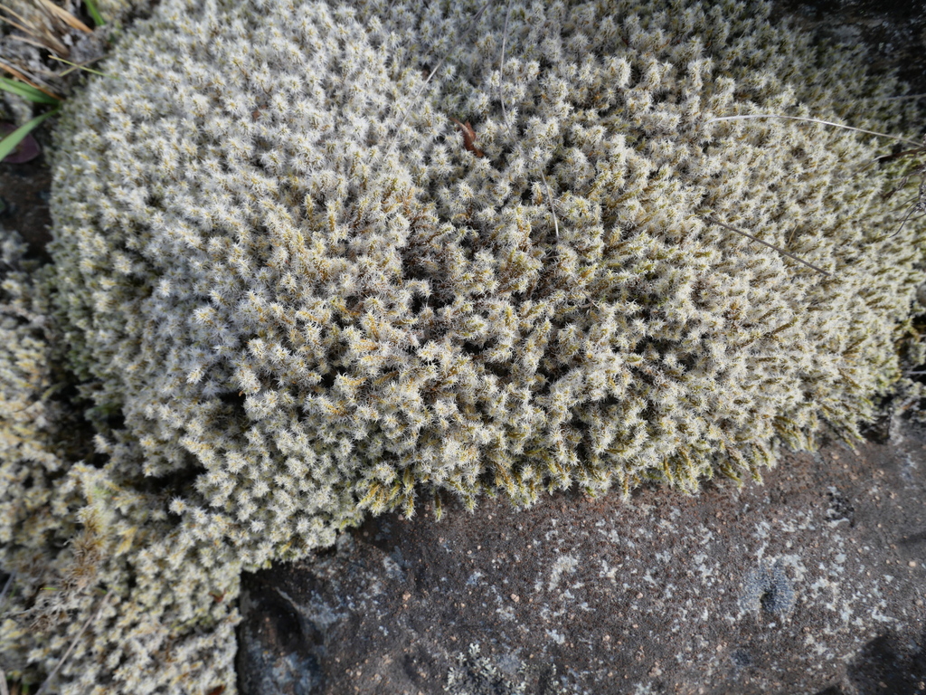 Racomitrium from Timaru, NZ-CA, NZ on April 2, 2023 at 10:47 AM by ...