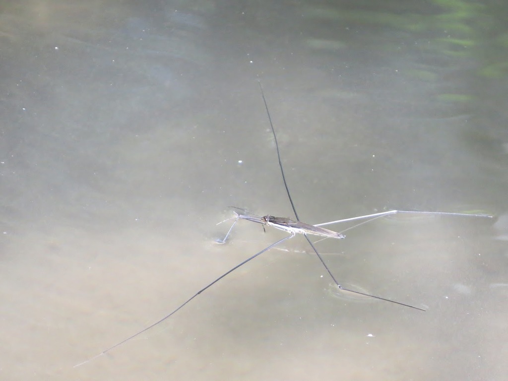 Giant Water Strider from 日本、〒184-0011 東京都小金井市東町 on July 10, 2022 by ...