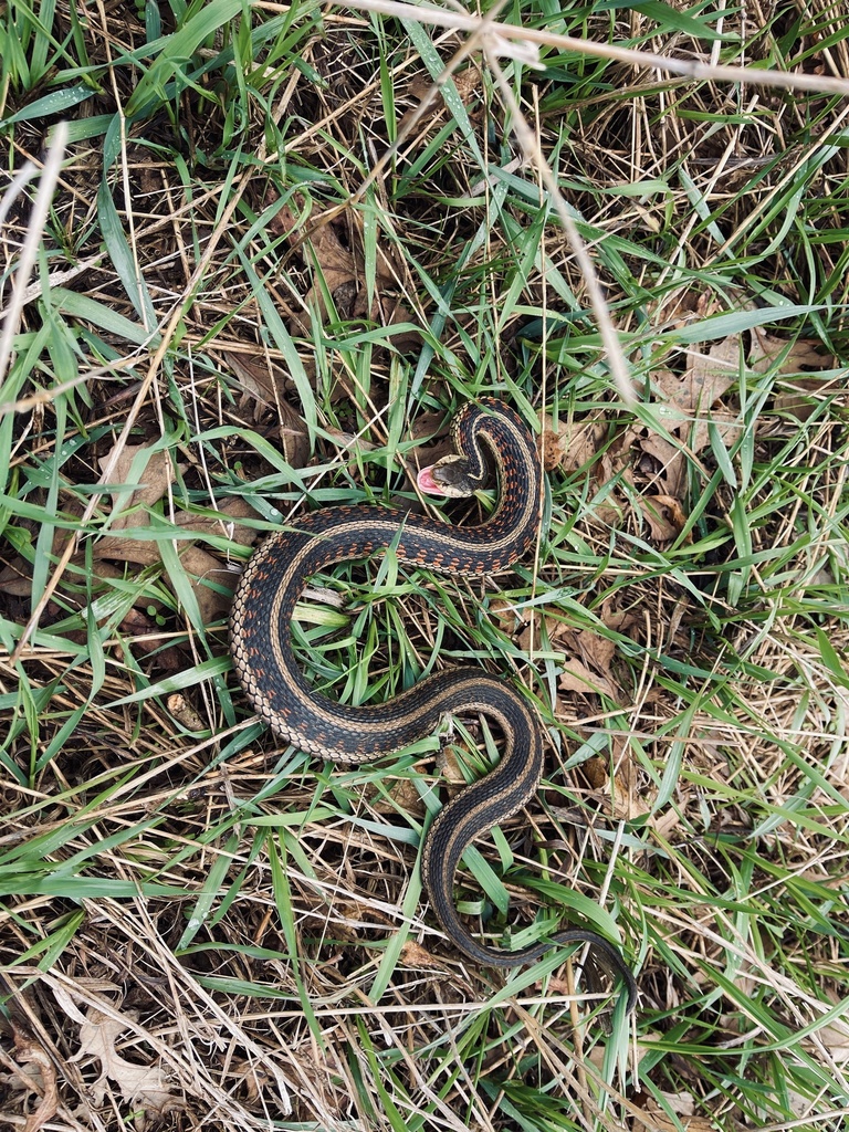 Red-sided Garter Snake from Peterson, IA, US on April 20, 2023 at 01:50 ...