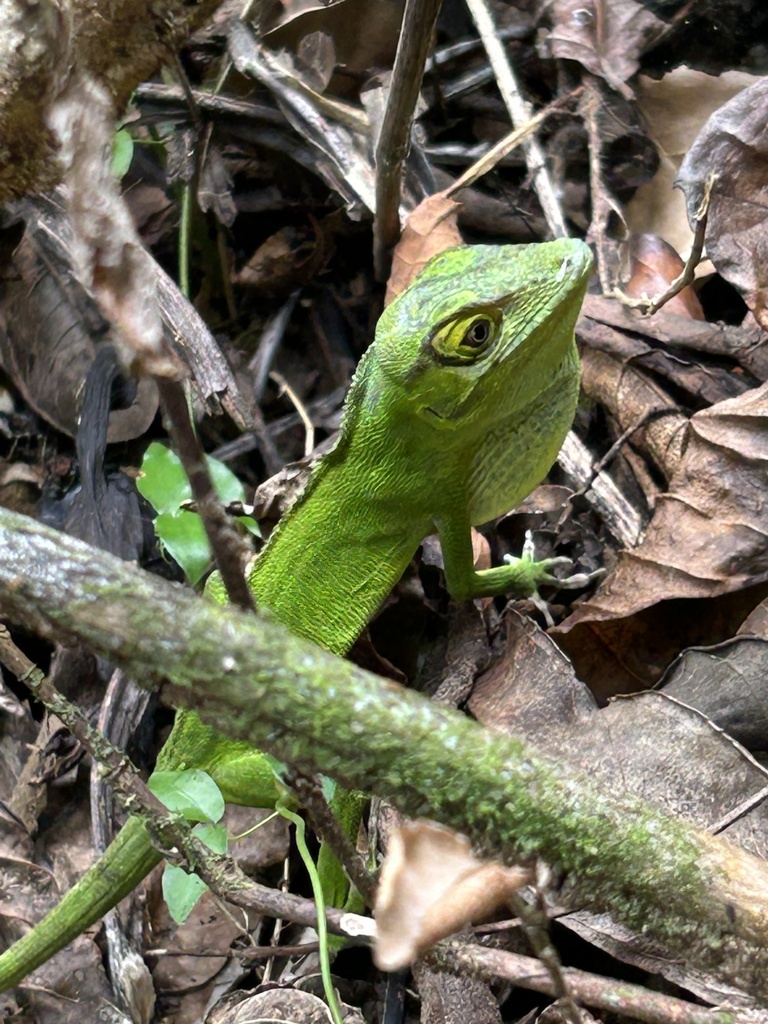 Cuvier's Anole from Puerto Rico, Aguadilla, Puerto Rico, US on April 18 ...