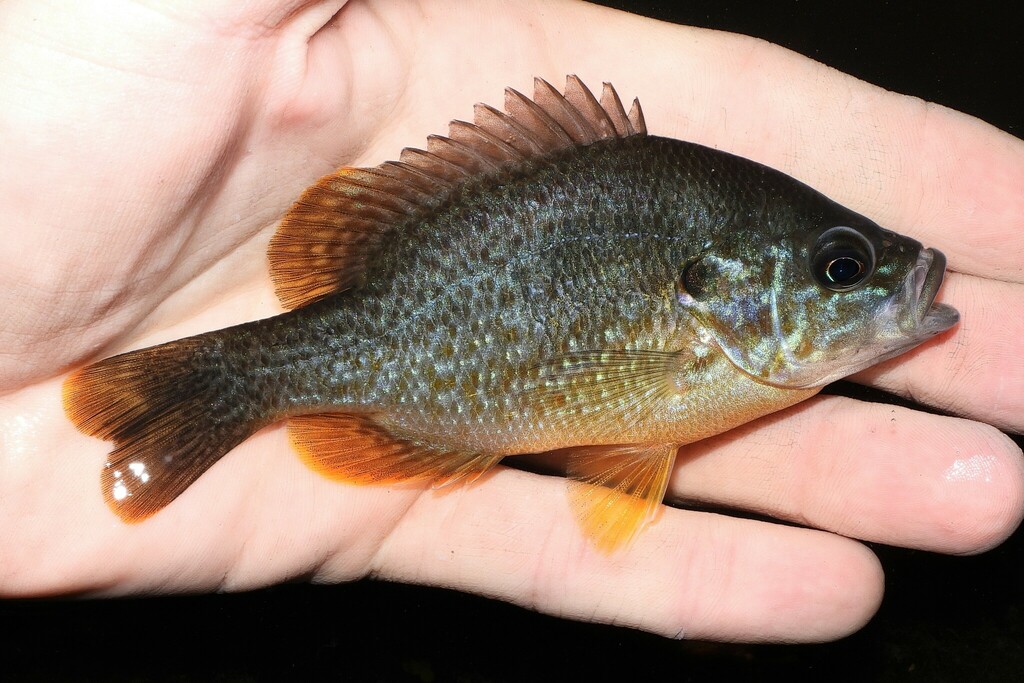 Pumpkinseed × Green Sunfish (Lepomis gibbosus × cyanellus) - Marine ...