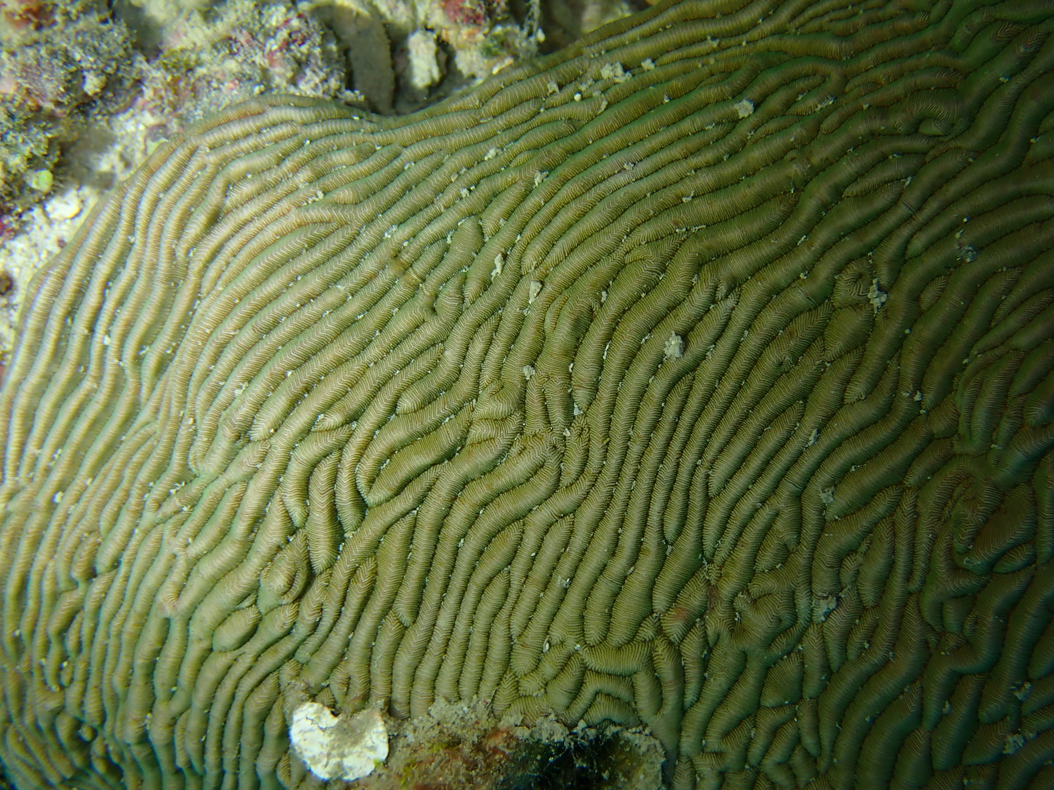 Pachyseris speciosa (Dana, 1846)