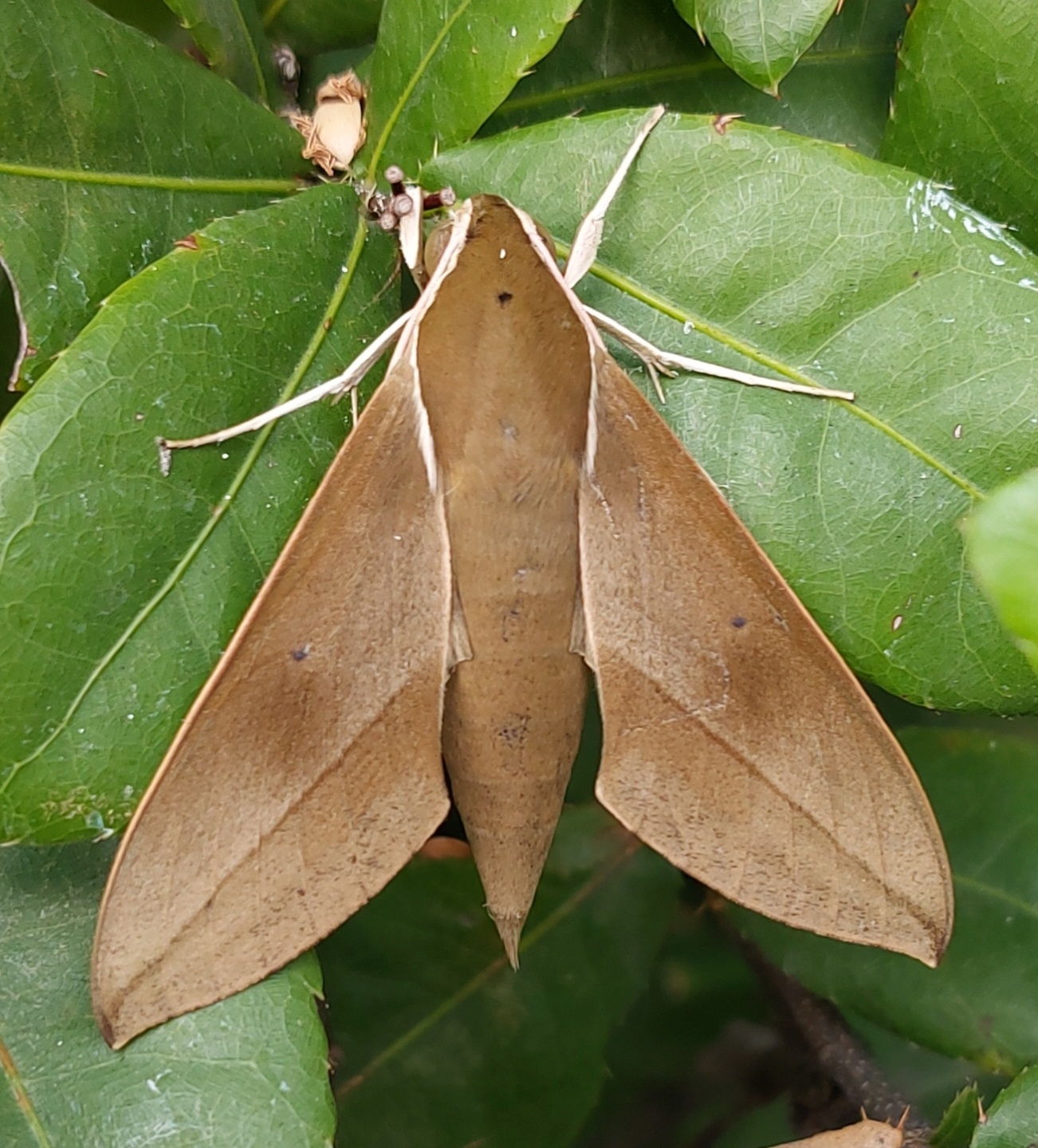 Theretra clotho Drury, 1773