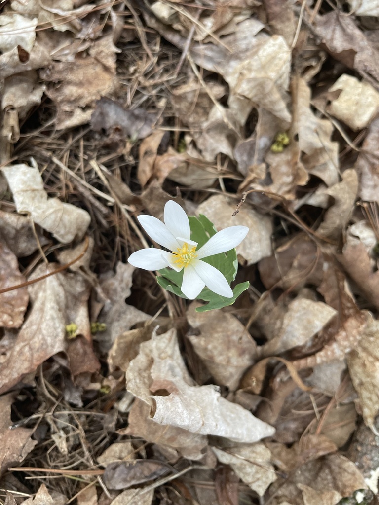 bloodroot from Leverett, MA, US on April 20, 2023 at 06:31 PM by ...