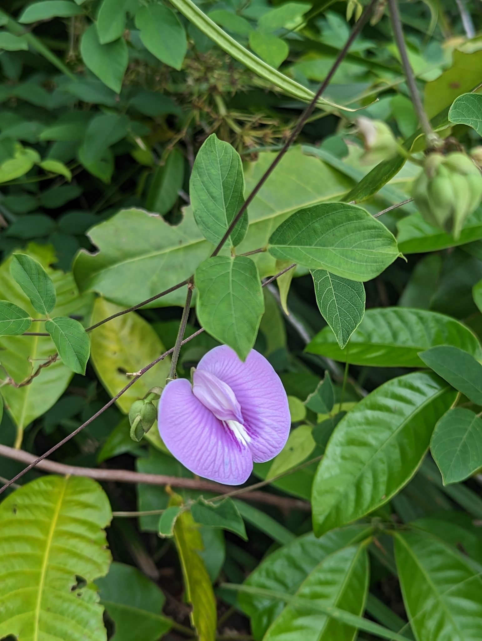 Centrosema molle Mart. ex Benth.