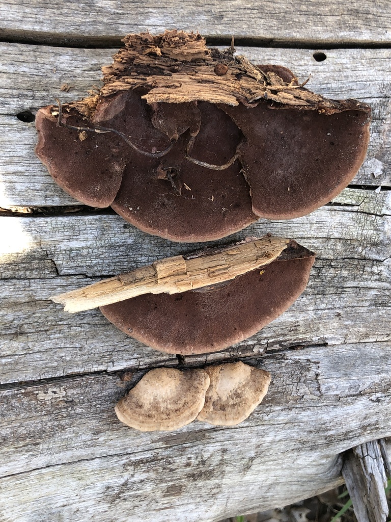 tender nesting polypore from Coconino County, US-AZ, US on April 20 ...
