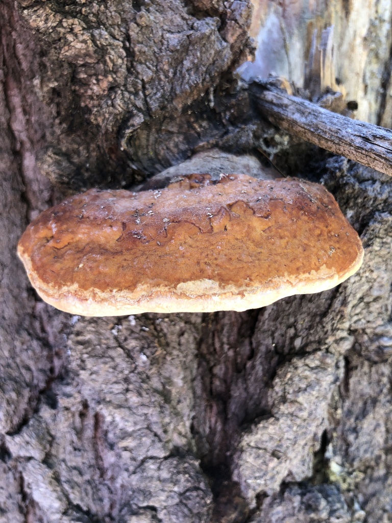 Red Belt Conk from Coconino County, US-AZ, US on April 20, 2023 at 11: ...