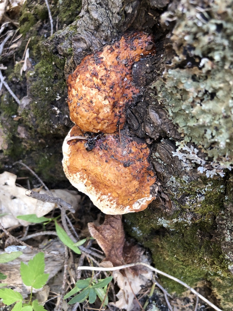 Red Belt Conk from Coconino County, US-AZ, US on April 20, 2023 at 12: ...