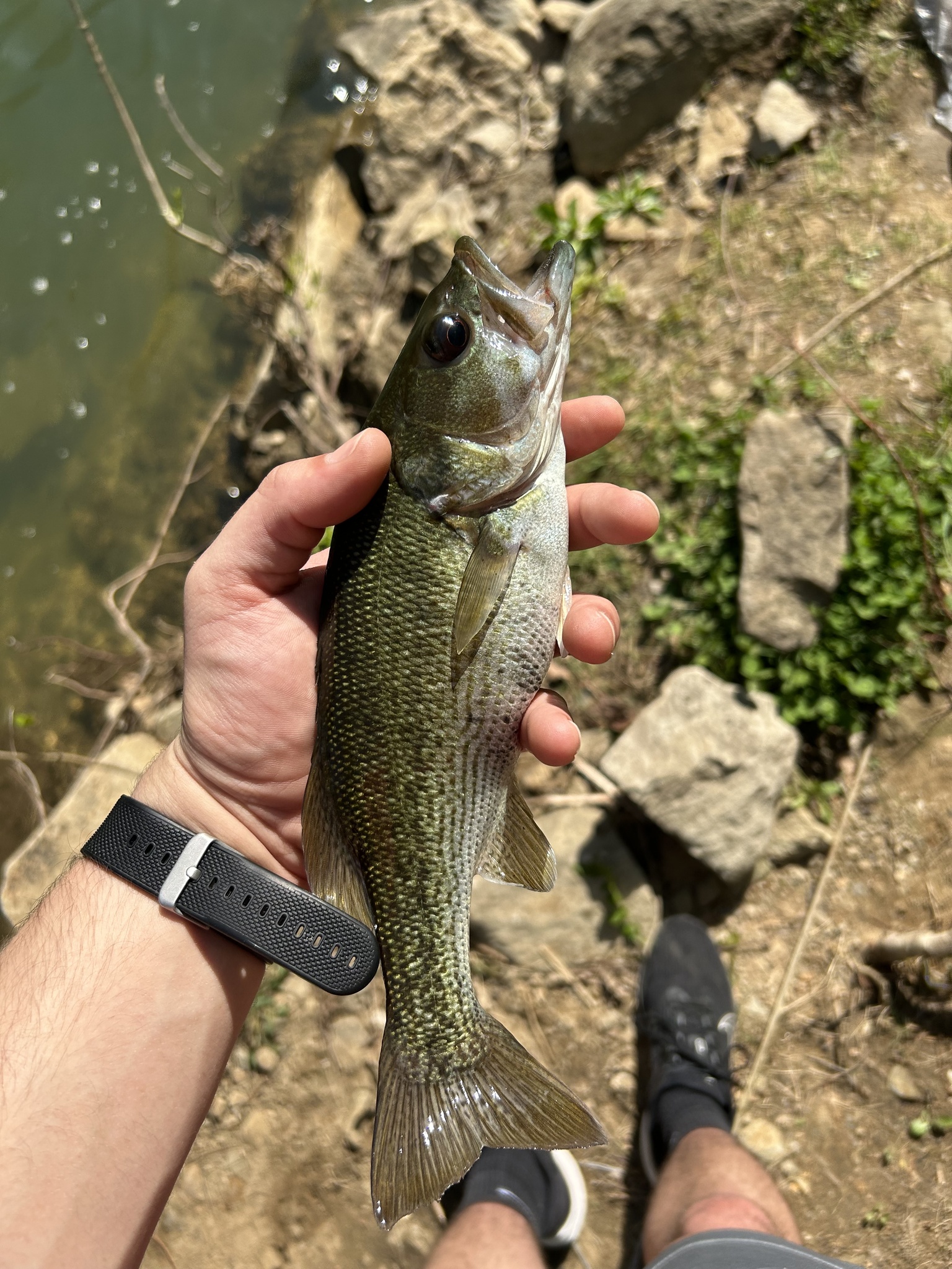 Micropterus punctulatus (Rafinesque, 1819)