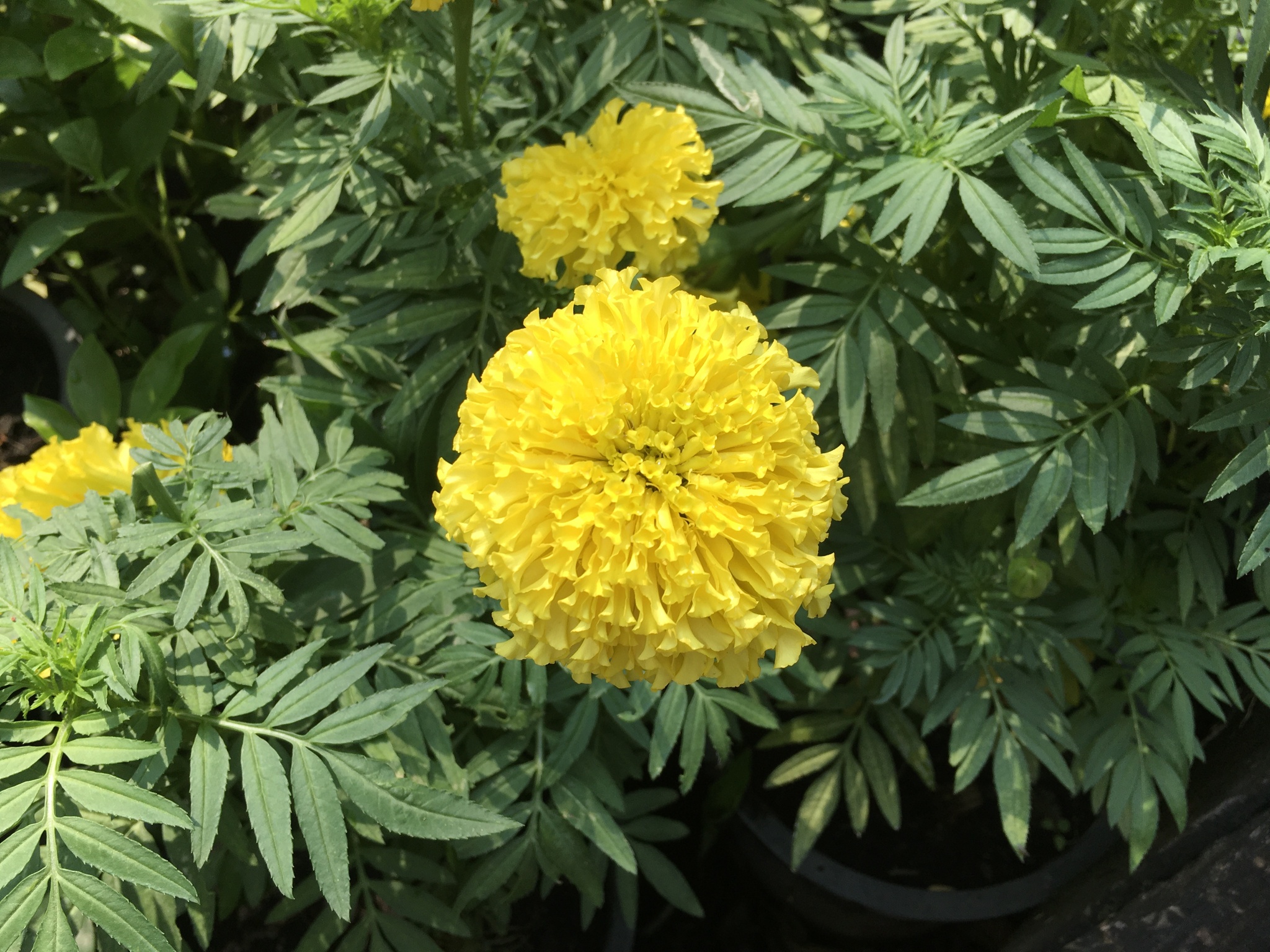 Tagetes erecta L.