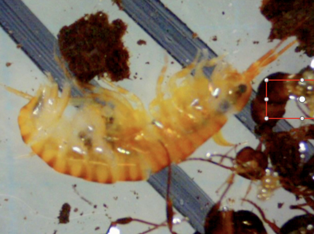Amphipods from Sydney Park, Alexandria, NSW, AU on March 22, 2023 at 05 ...